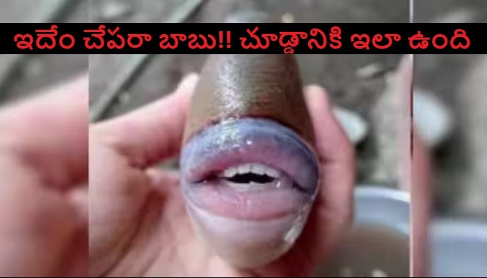 Fish looking like Human face with Lips And Teeth Stuns Netizens ...