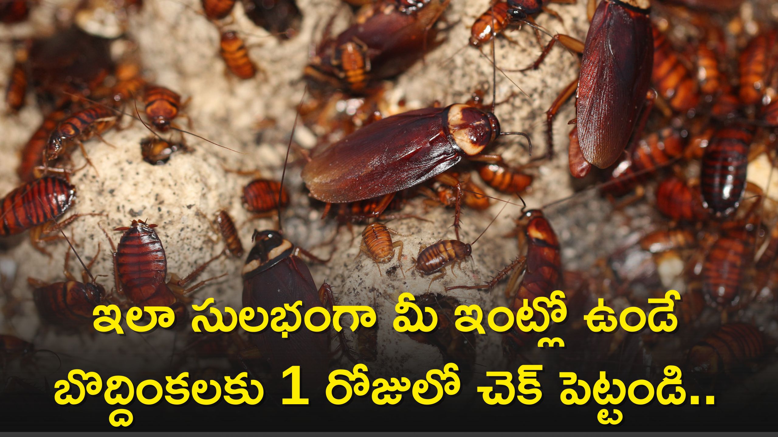 Rid Of Cockroaches In 1 Day With Biryani Leaves Lavender Oil Cucumber ...