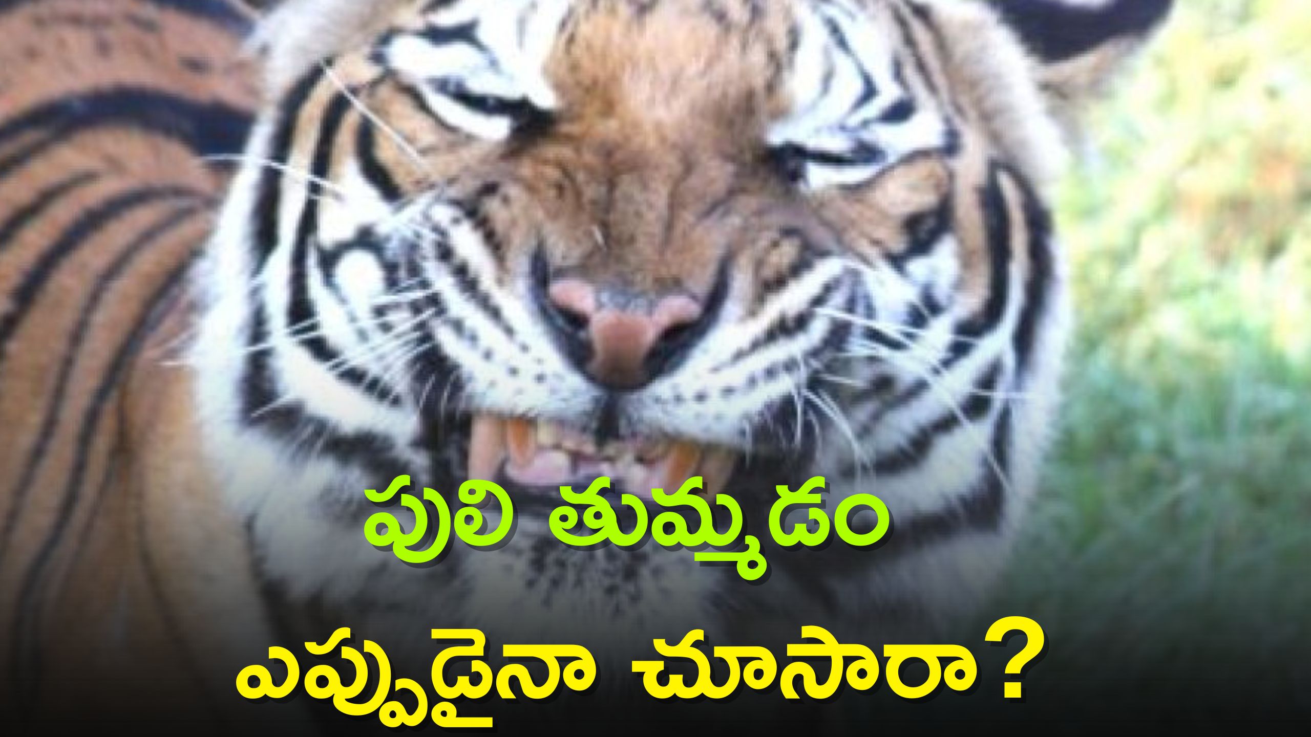 Tiger Viral Video: పులి గాండ్రించడం చూశారు కానీ..తుమ్మడం ఎప్పుడైనా ...