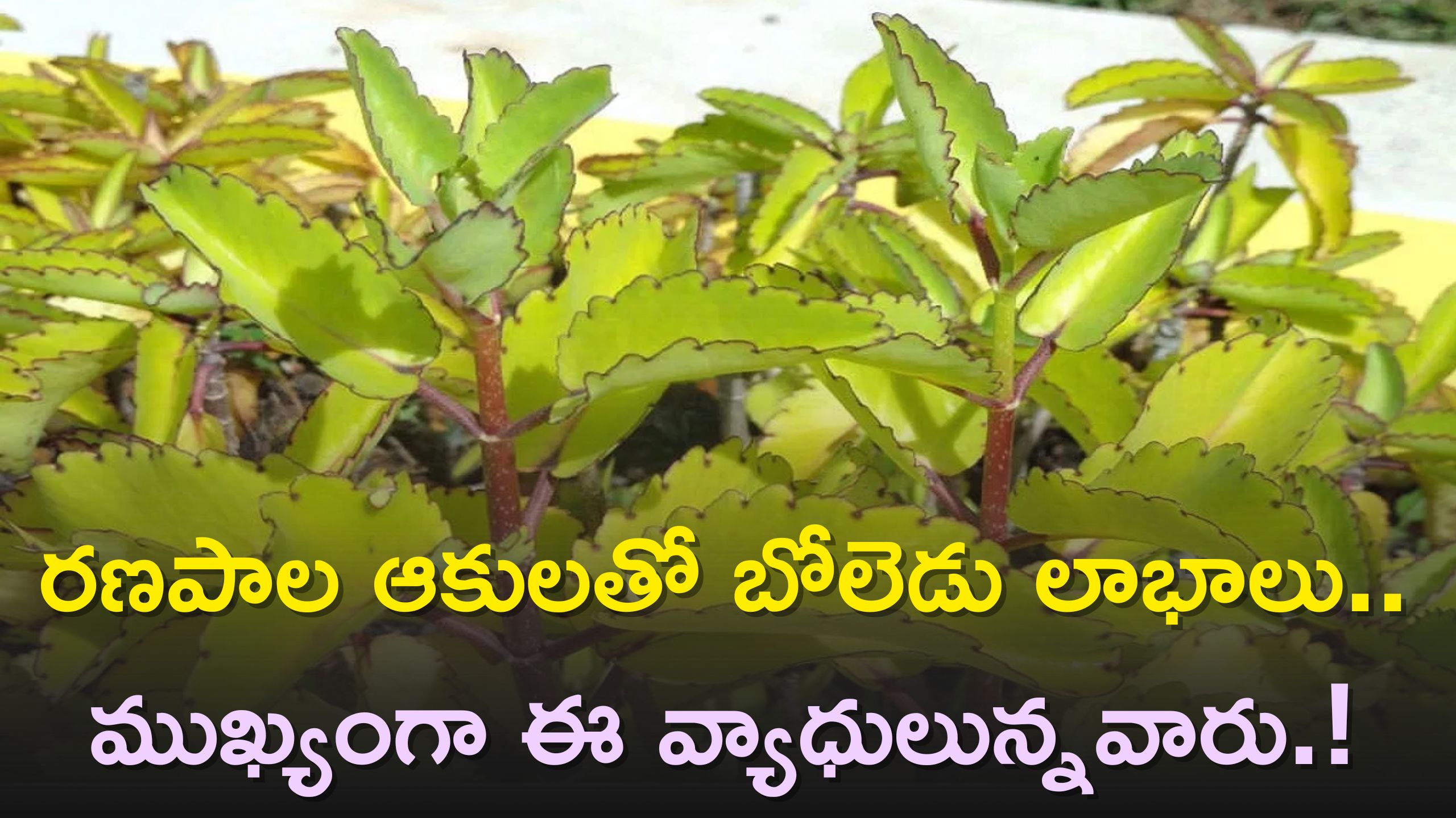 Eating Ranapala Every Day Gives Relief From Kidney Stones, Headache And ...