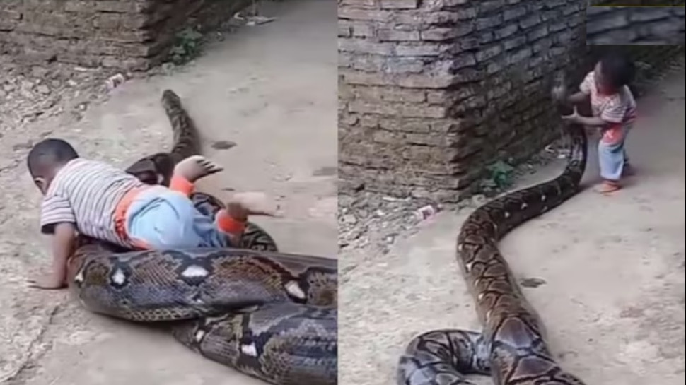 Little boy rides on massive python viral Video today google trend Video ...