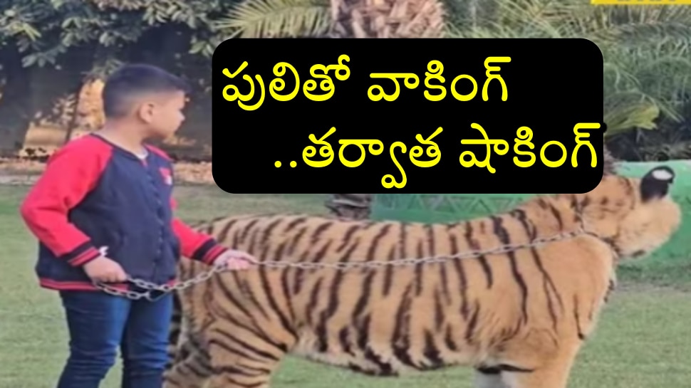 watch: Pakistani boy takes tiger on a walk, video goes viral and google ...