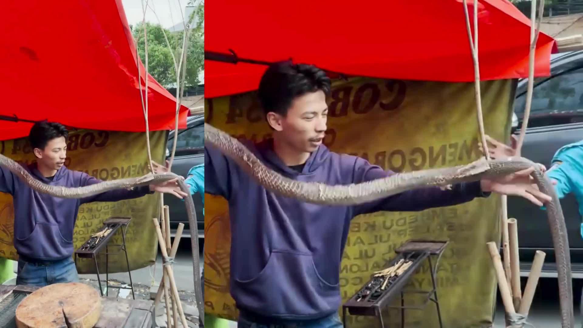 Dangerous King Cobra Snake Blood Drinking Video Trend In Google | King ...