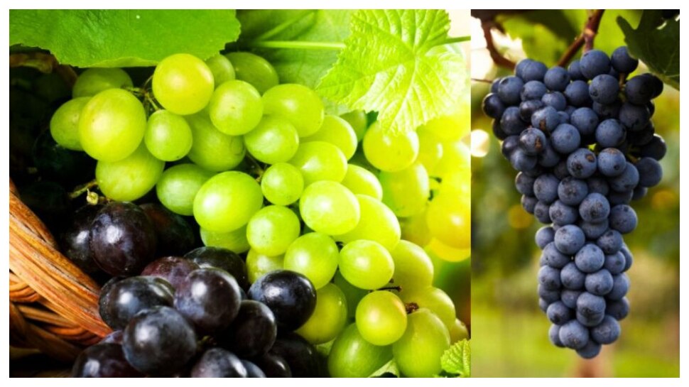 why green grapes are more expensive than black grapes here is the ...