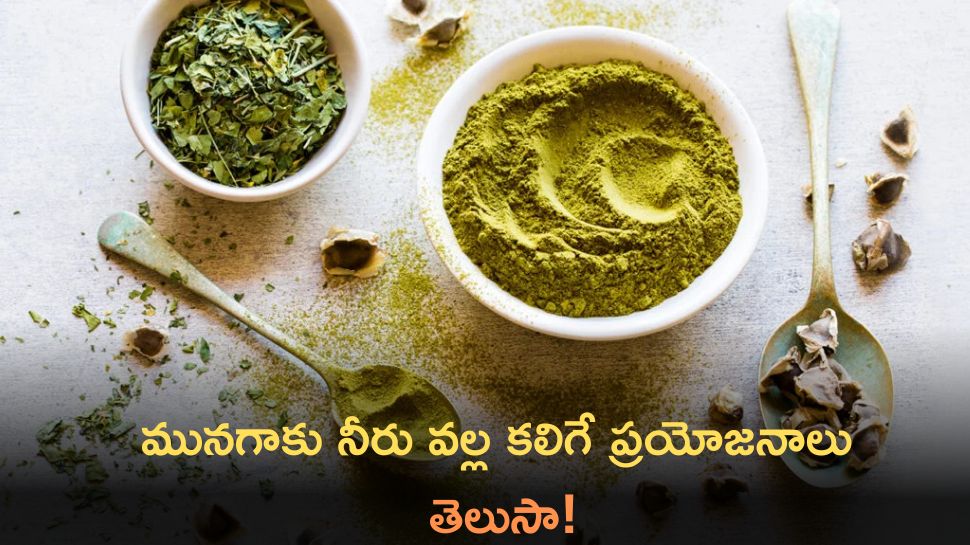 What Are The Benefits Of Taking Moringa Leaves Water Daily On An Empty ...