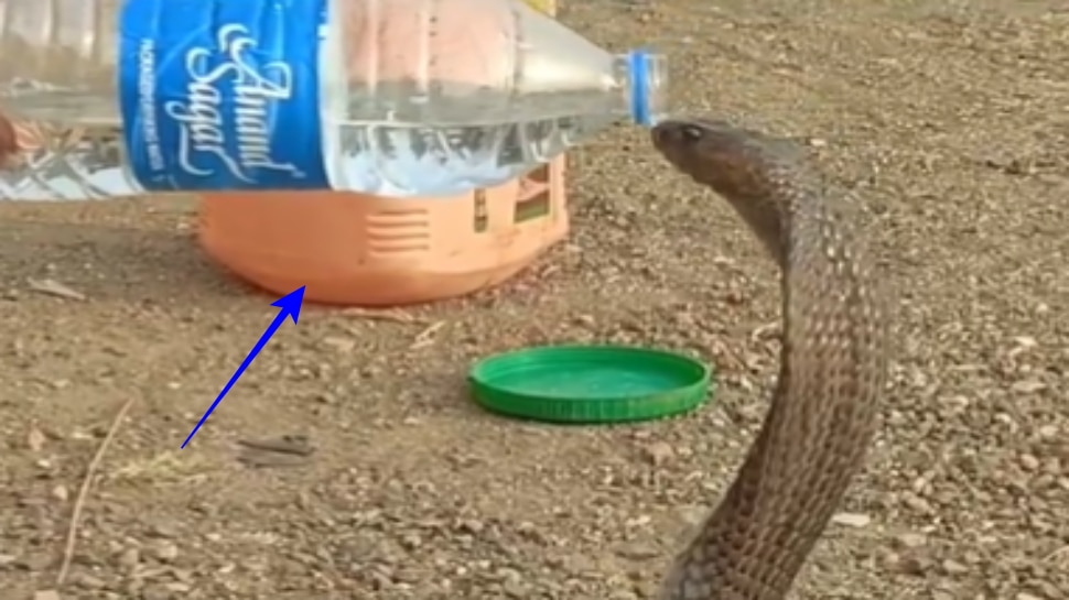 Watch: Snake Drinking Mineral Water in Madhya Pradesh's Betul, Video ...