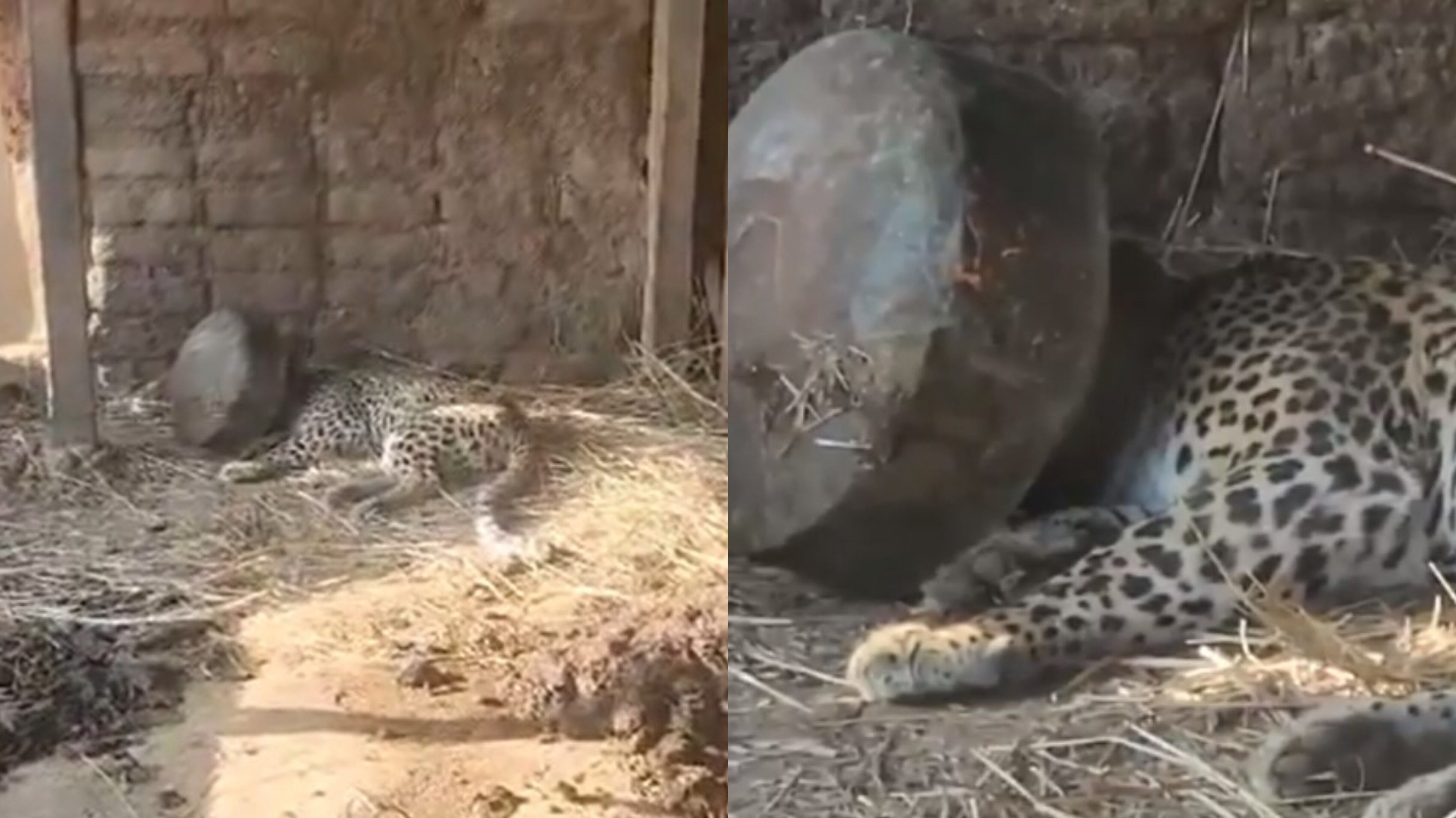 Leopard Head Stuck In The Copper Vessels Maharashtra Video Viral Video ...
