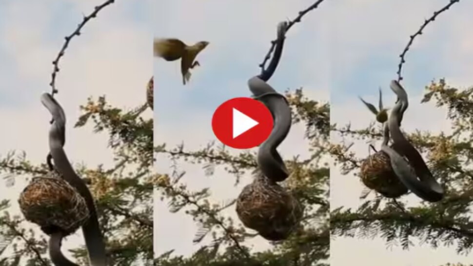 Watch: Bird Fights Off Snake Trying To Steal Eggs From Her Nest, video ...