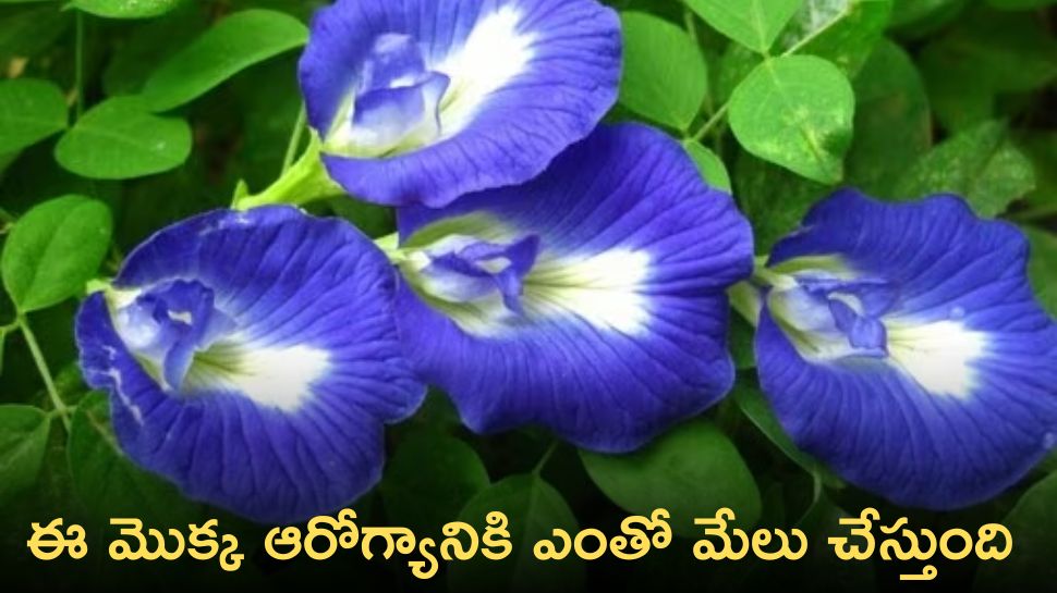 What Are The Health Benefits Of Shanku Pushpam Plant How It Help Us In ...