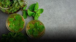 Mint Uses News in Telugu, Latest Mint Uses news, photos, videos | Zee ...