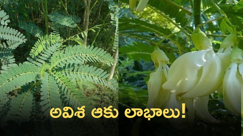 Amazing Health Benefit Of Avisha Leaves And Uses | Avisha Leaves Uses ...