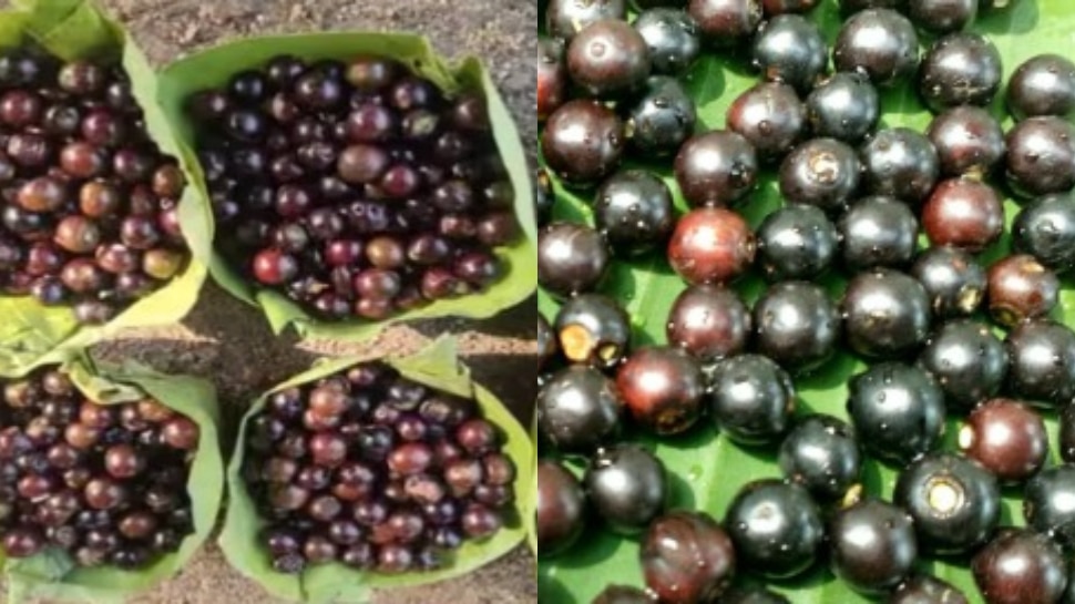 Summer season morri pandlu benefits for health full details | Morri ...