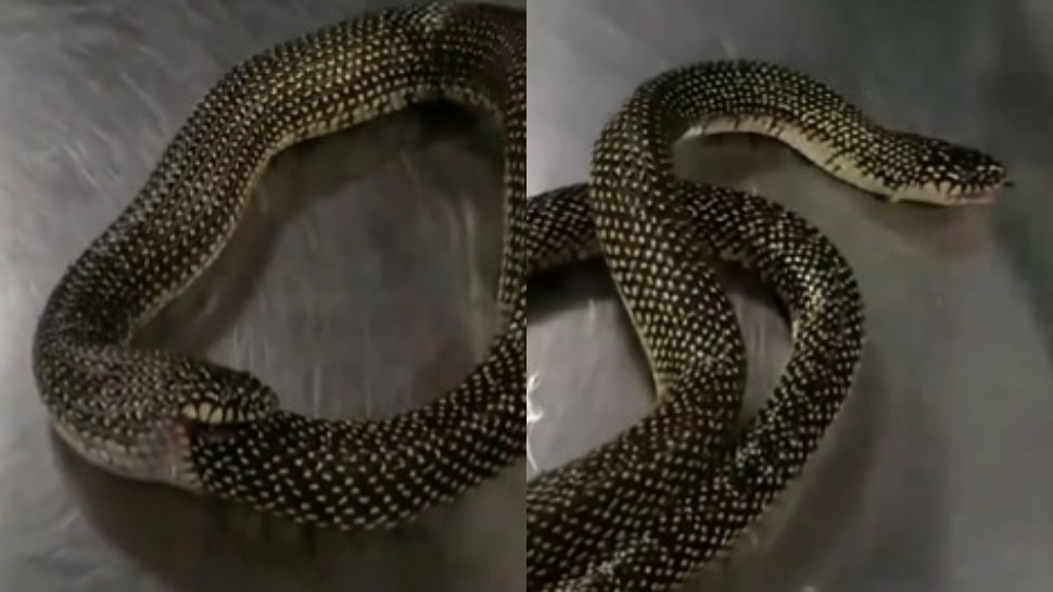 Snake Swallows itself video goes viral on social media | Snake Swallows ...