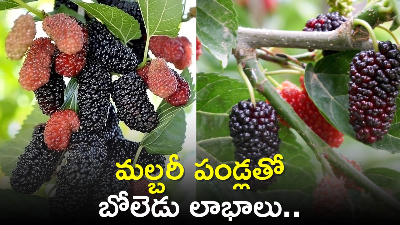Eating Mulberry Fruit Every Day Helps Control Weight And Diabetes ...