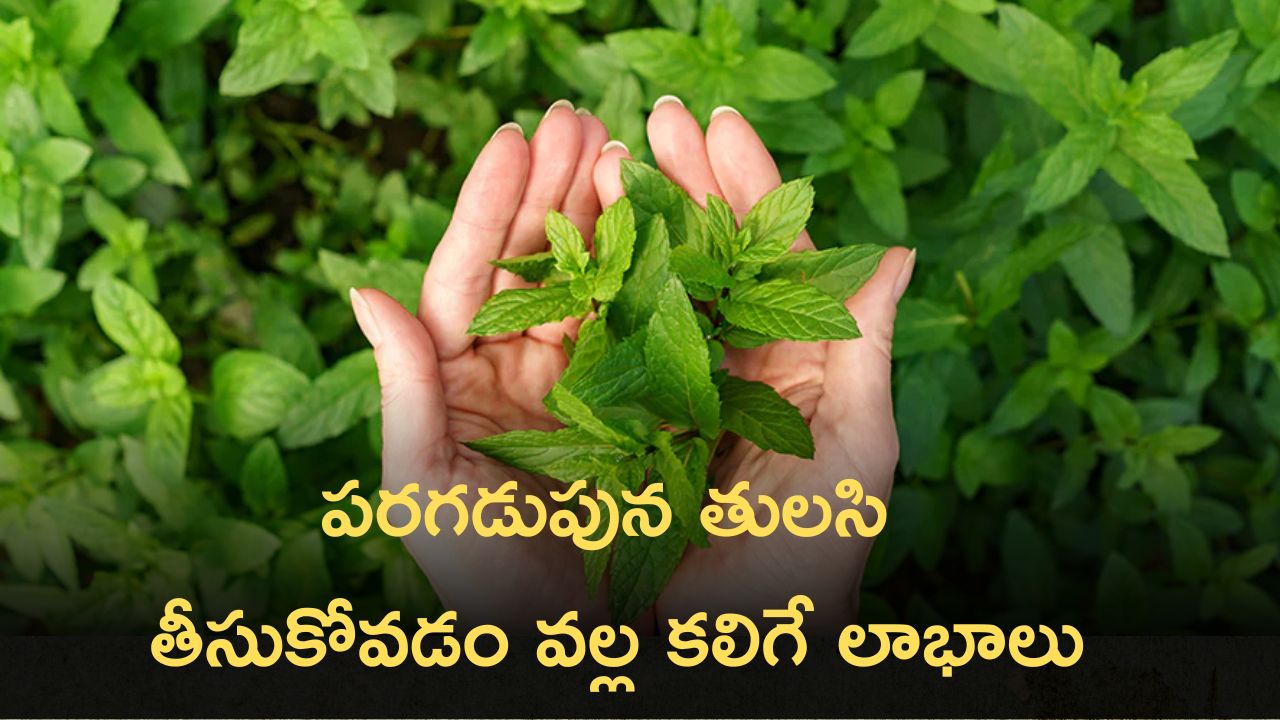 Eat Tulsi Leaves Early In The Morning On An Empty Stomach Get These ...