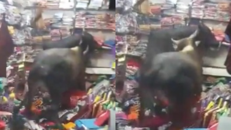 Two Bulls were fighting inside a cloth store damaging cloths in madhya ...