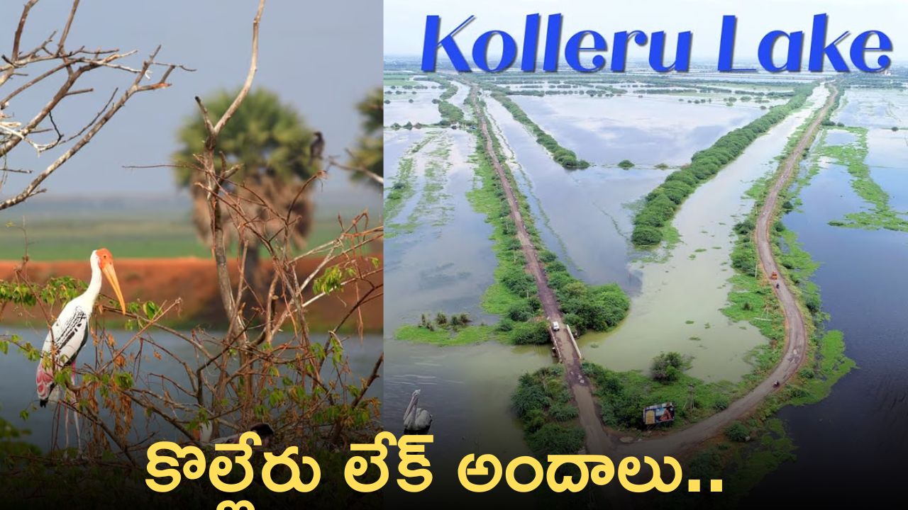 Kolleru Lake: The Beauty Of Kolleru Lake These Are The Must Visit ...