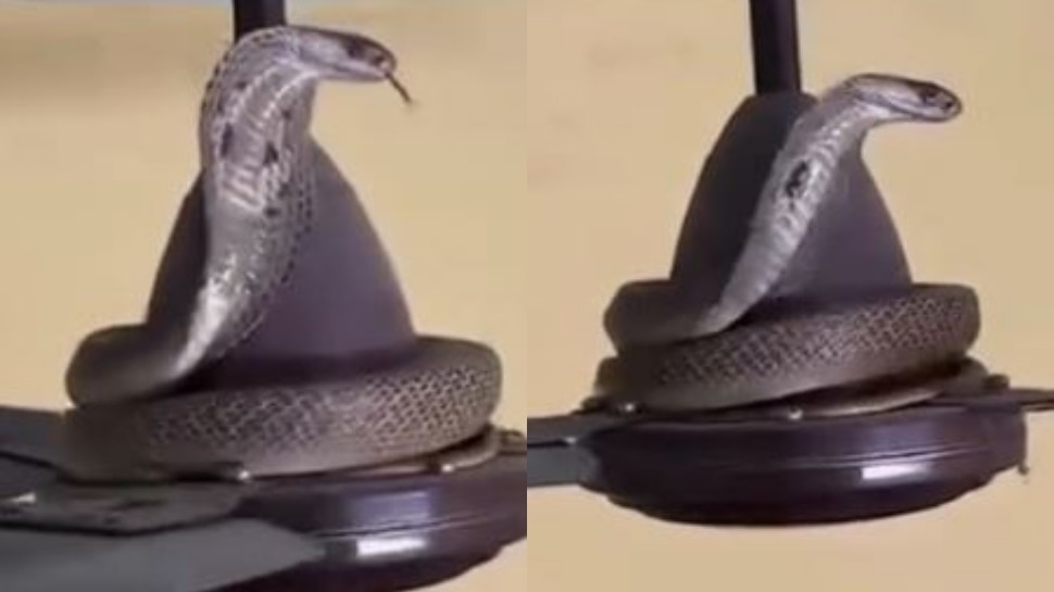 Snake cobra appeared on the fan in karnataka district video goes viral ...