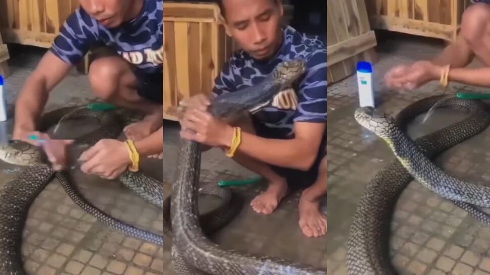 Man bathing venomous cobra snake with shampoo video goes viral on ...