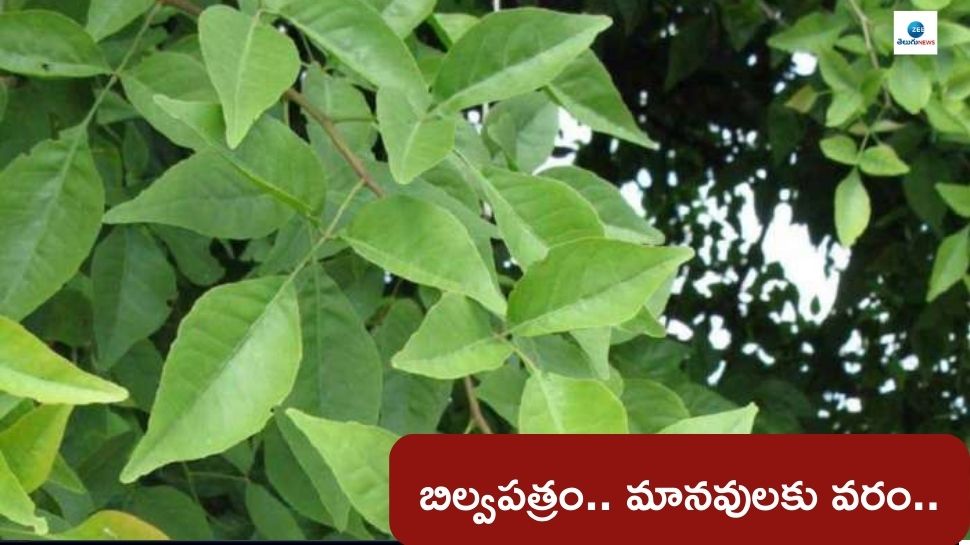 Bilva Patra Benefits boost immunity healthy heart antibacterial and ...