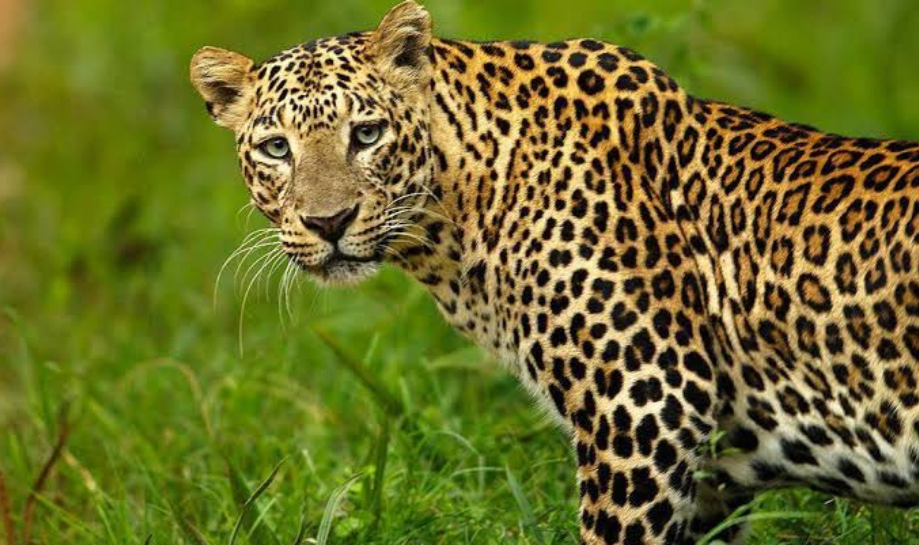 Leopard Mauls Woman To Death In Pacharla Nandyal District Rv | Cheetah ...