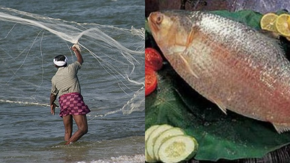 Godavari famous pulasa fish history first pulasa fish selling for rs 24 ...