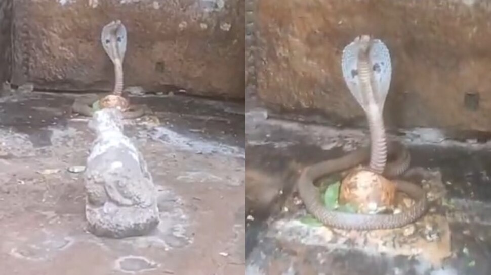 snake wrapped shiva linga in srisailam video goes viral pa | Snake ...
