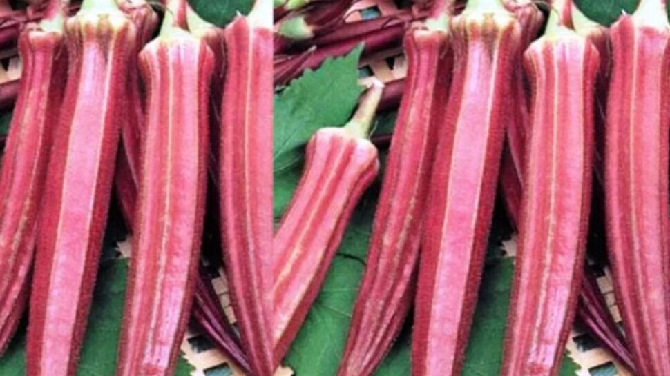 Amazing health benefis of eating red colour lady finger details pa ...