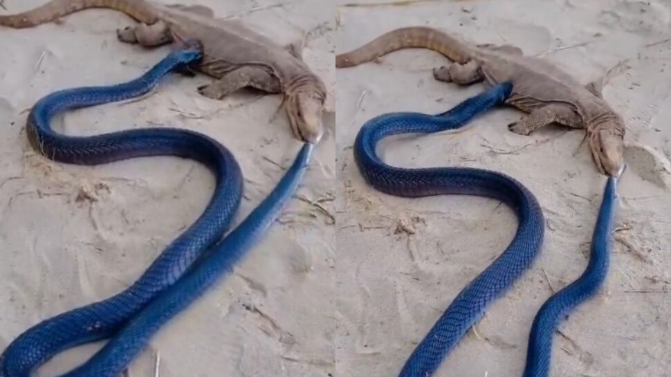 Fight between lizard and black venomous snake video goes viral pa ...