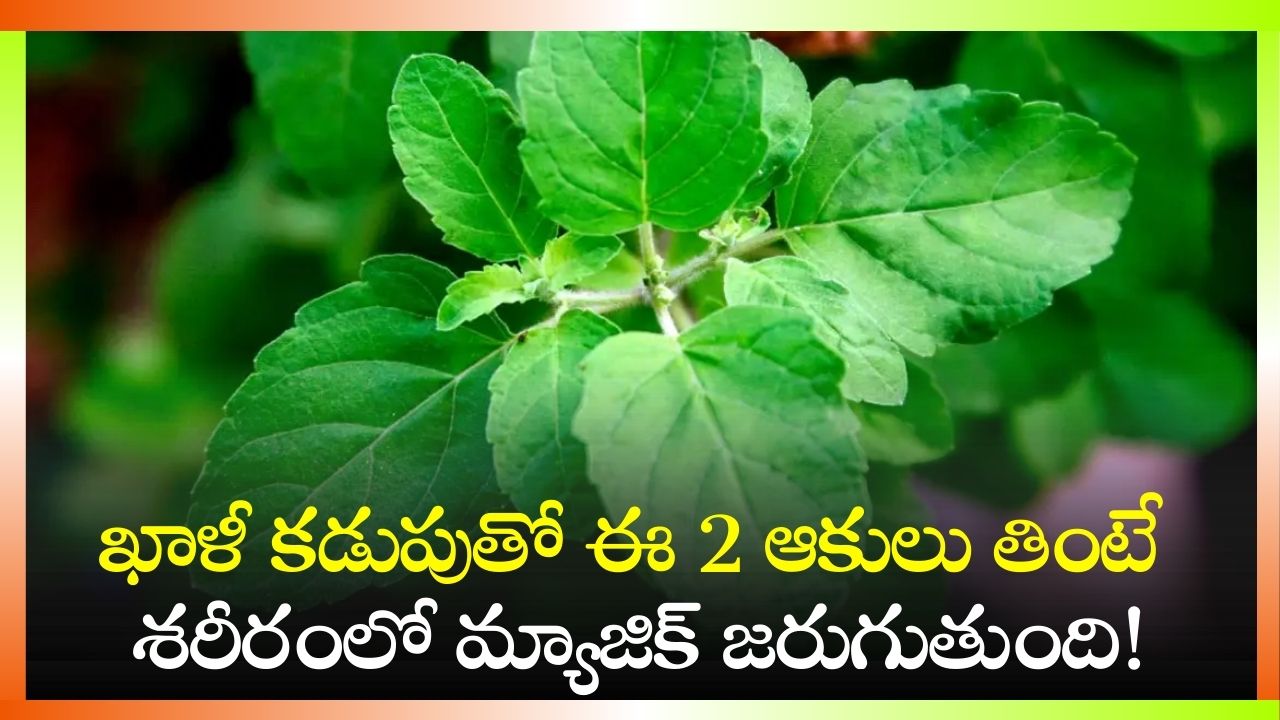 Eating These 2 Tulsi Leaf On An Empty Stomach Will Do Magic In Body ...