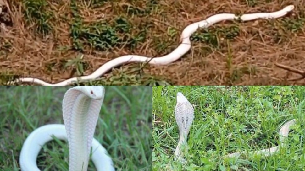 white colour venomous snake in chamba himachal Pradesh video goes viral ...