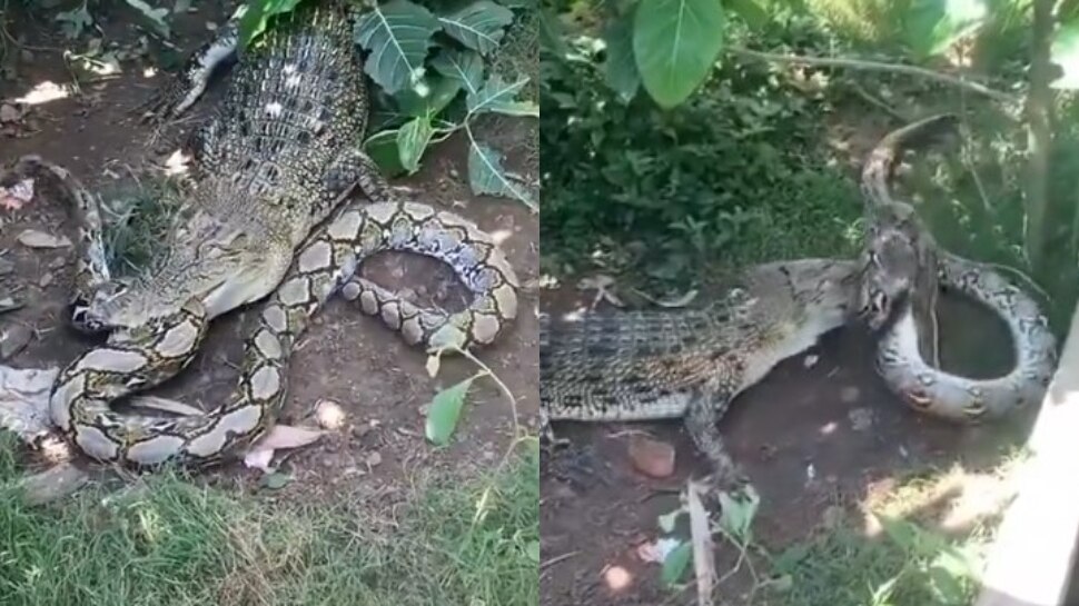 Viral video Crocodile brutally attack on Big python video goes viral pa | Viral video: వామ్మో ...