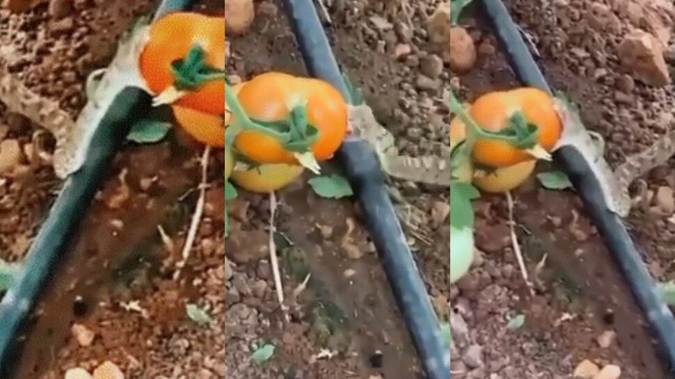 Viral video Snake bites a tomato in the field shocking video goes viral ...