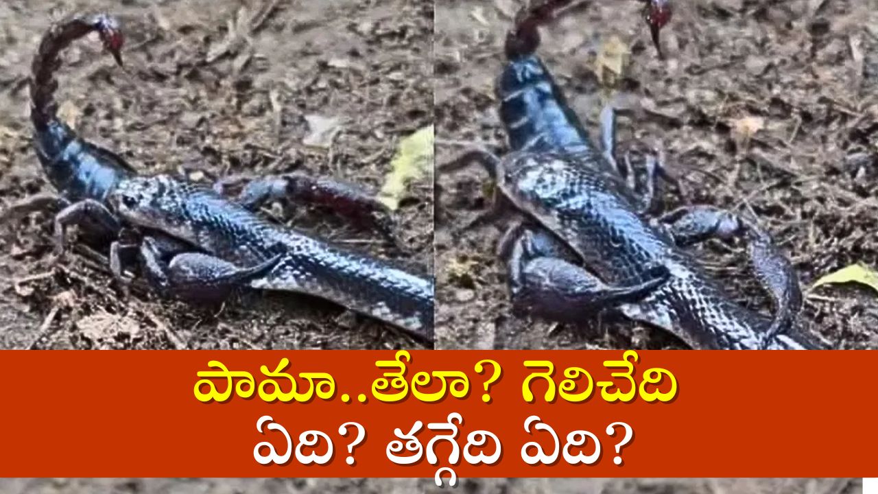 Snake Vs Scorpion Real Fight Google Trends Viral Video Watch Here ...