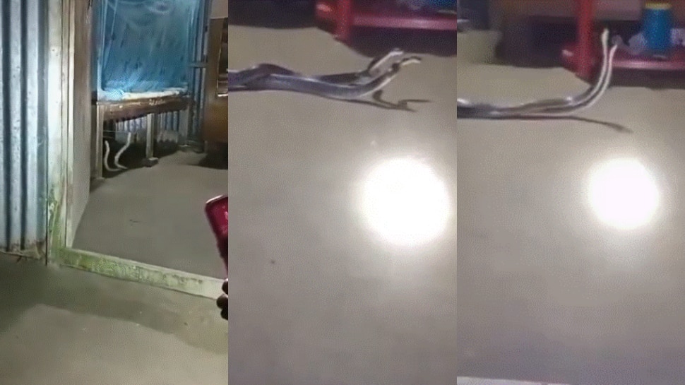 Snake video venomous snakes wrapped around each other under bed video ...