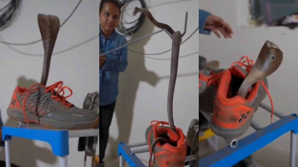 Snake Catcher found snake in Shoes video goes viral pa| Viral Video ...