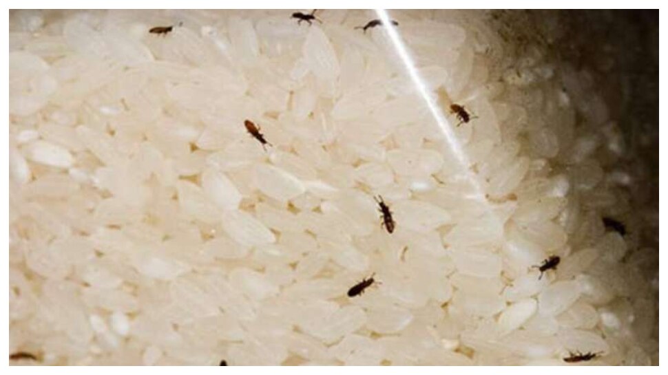 Rice Bug Removal Tips Keep Your Rice Fresh and Pest Free for A Long ...