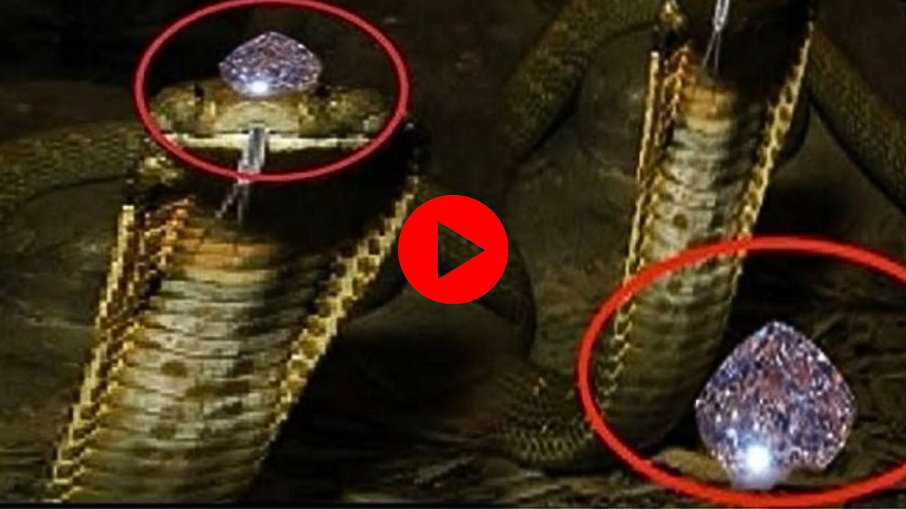 Nagamani Original Video Goes To Viral Watch Now | Nagamani Stone ...