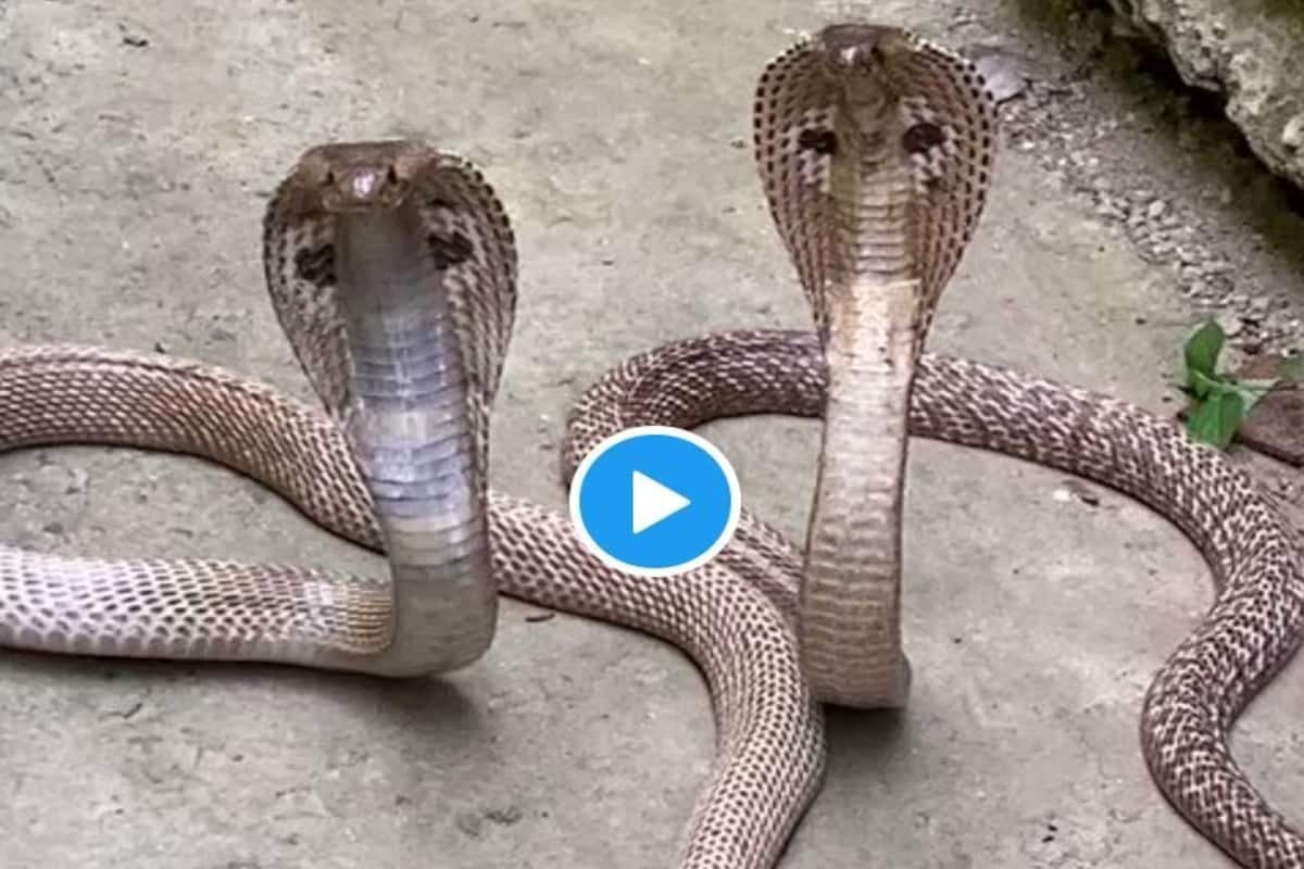 Very Big 10 Feets King Cobra Video Watch Here NOw | Huge King Cobra ...