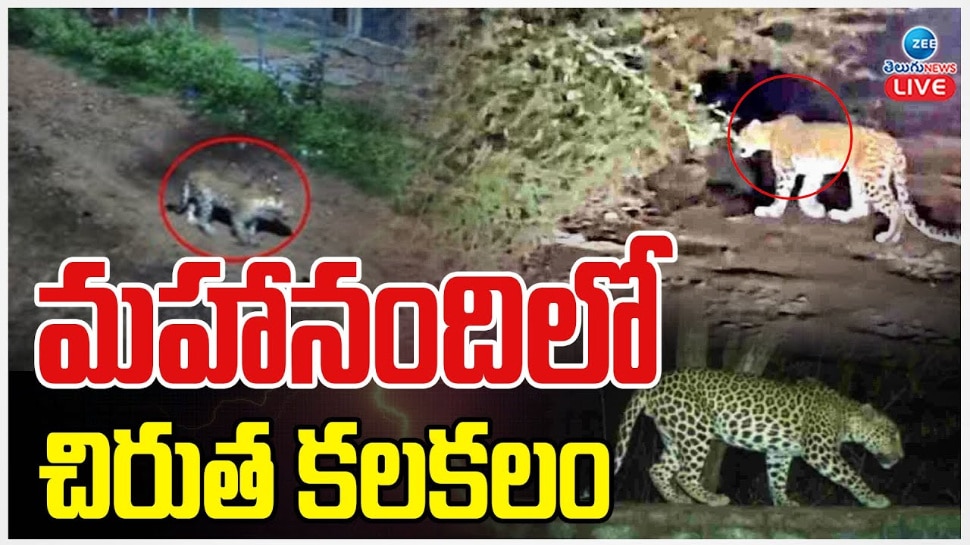Cheetah in Nadyala district Mahanandi full details ta | Cheetah in Mahanandi:మహానందిలో చిరుత ...