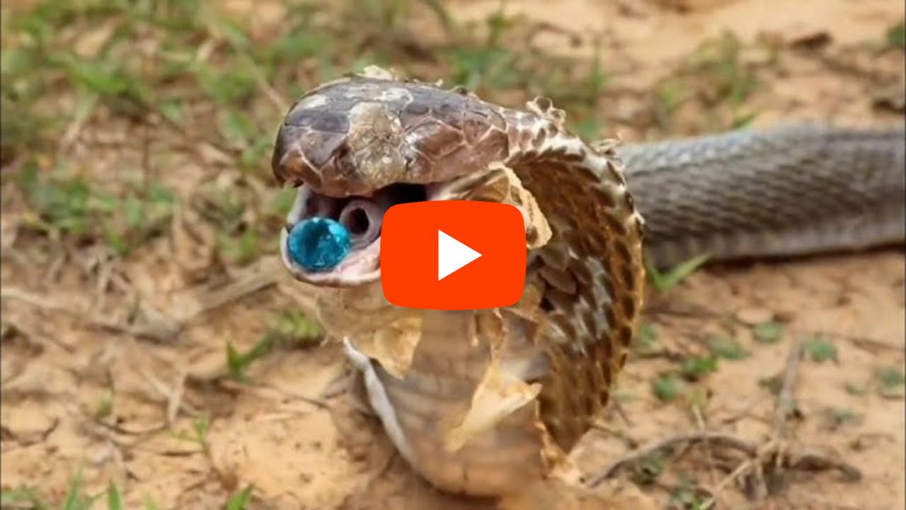 Nagamani Stone Video Watch: Where Is Nagamani Stone Available Mogali ...