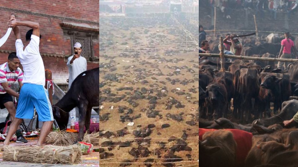 Gadhimai Festival 2024 Nepal Gadhimai Devi Fair is a bloody tradition ...