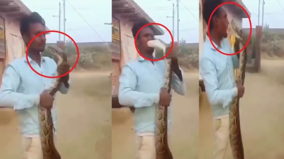 Shocking Giant Python Viral Video Man Try To Kiss What Happens Next Will Leave You Speechless 