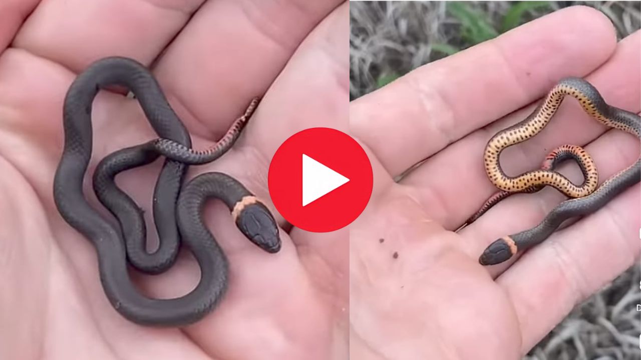 Very Rare Cute Baby Snake Video Watch Here | Rare Cute Baby Snake Video ...