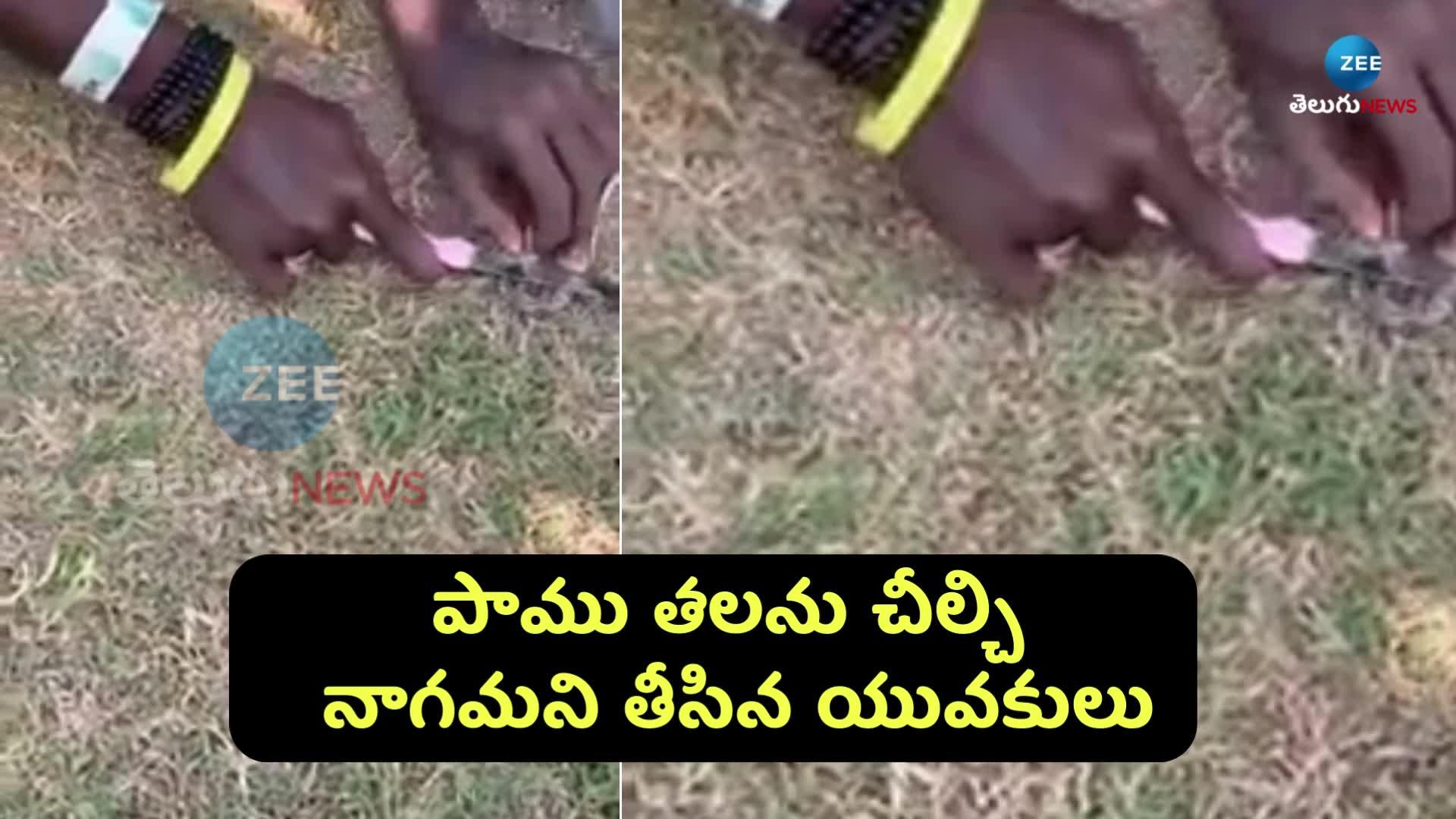Rare Nagamani Snake Viral Video Watch Now | Nagamani Snake Video: కింగ్ ...