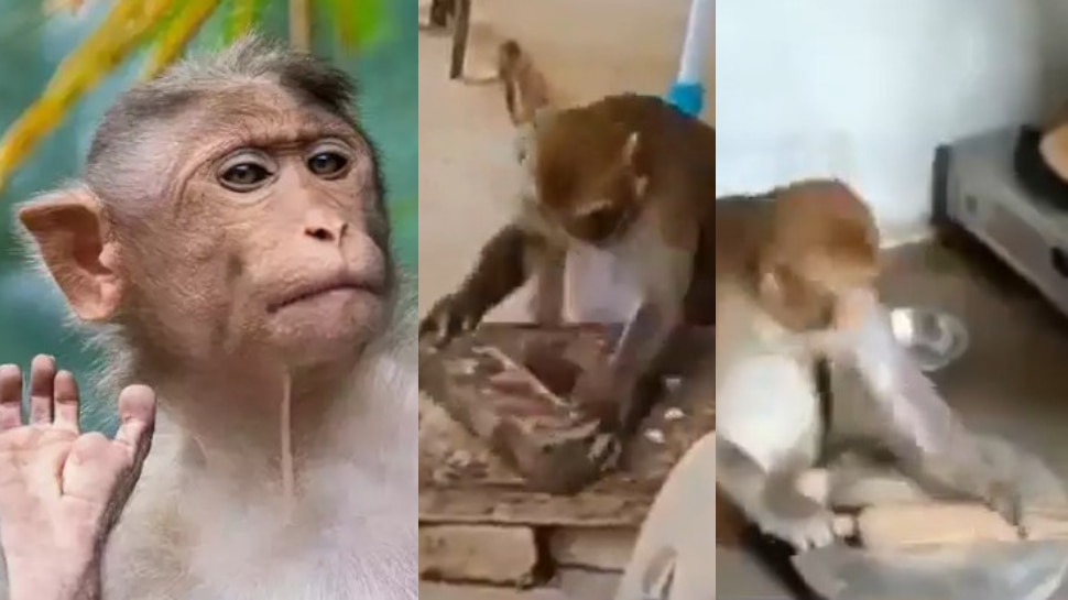 Monkey making chapati and washing utensils in raebareli uttar Pradesh ...