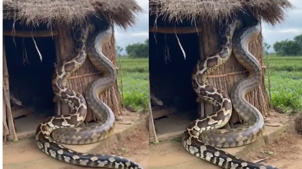 Big pythons halchal in agriculture land cobra videos goes viral on ...