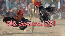Sankranti Kodi Pandalu News in Telugu, Latest Sankranti Kodi Pandalu ...