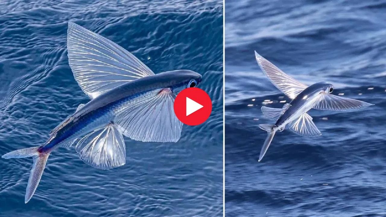 200 Meters Above The Water Flying Fish Video Is Going Viral On Social ...