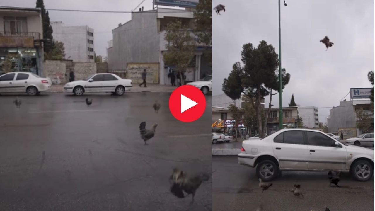 Chicken Raining From Sky Video Is Going Viral On Social Media Now Here ...